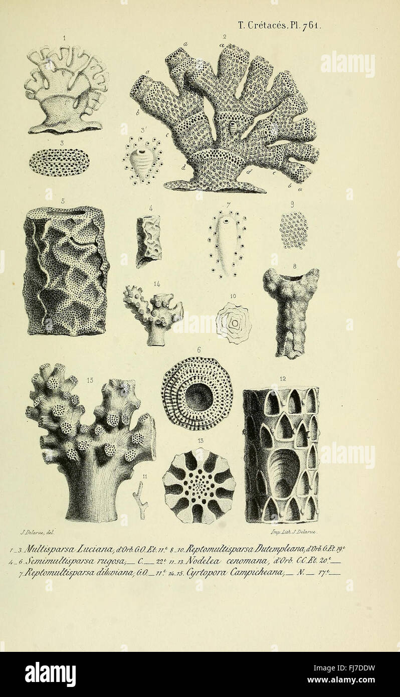 Paléontologie française, Cretaceous, France, Harvard University, MCZ ...