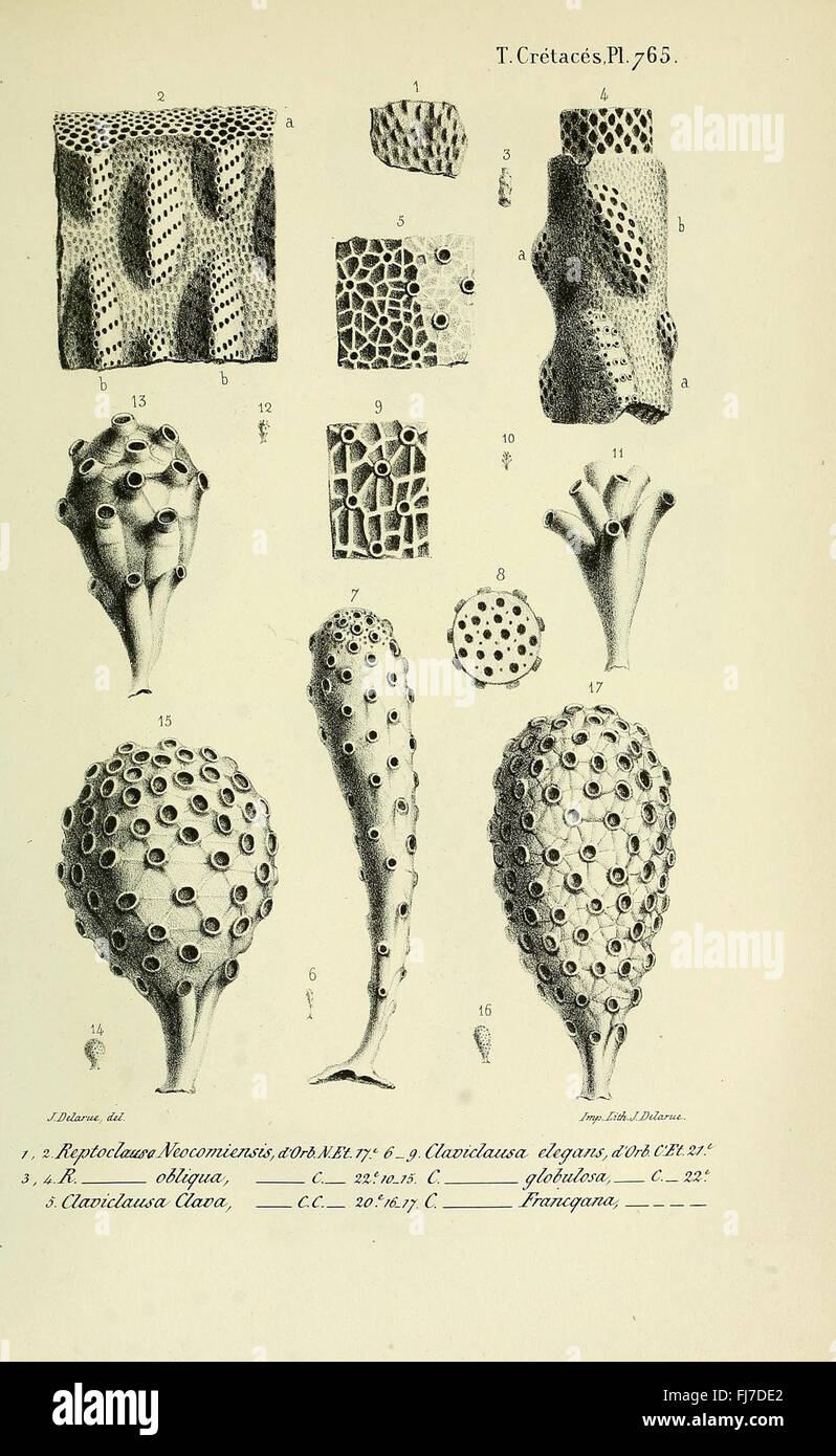 French paleontology, exploring fossil species from the Cretaceous and ...