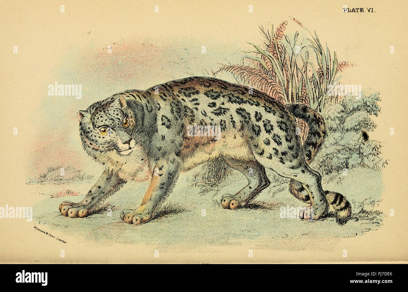 A comprehensive guide to the carnivorous mammals, detailing species ...