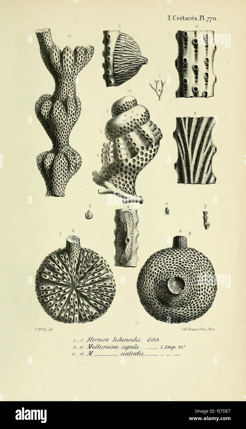 Paleontological study of Cretaceous fossils from France, including ...