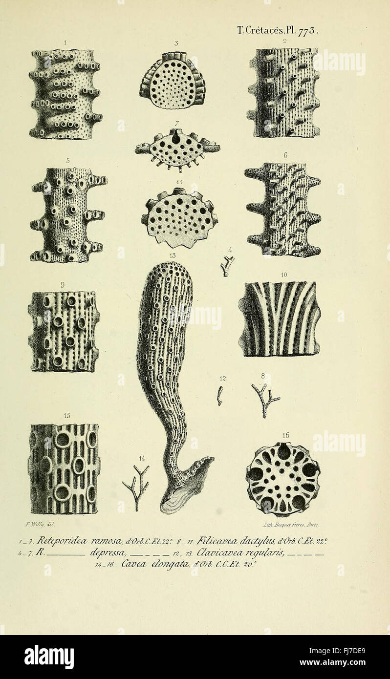 A comprehensive study of Cretaceous and Jurassic fossils from France ...