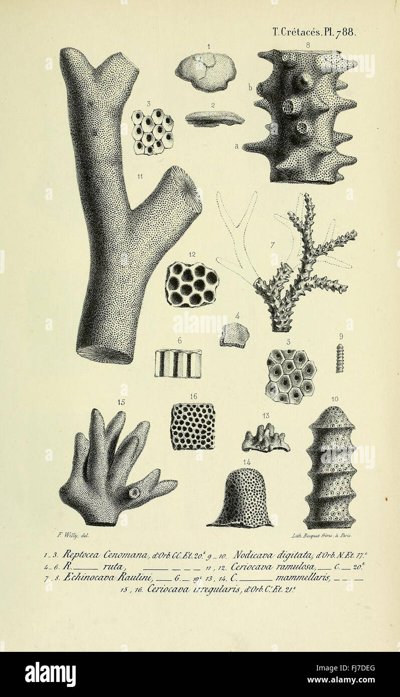 This paleontological study focuses on fossils from France, covering ...