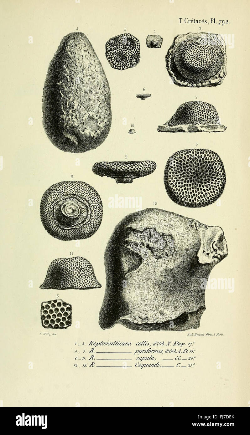 A French paleontological work focusing on fossils from the Cretaceous ...