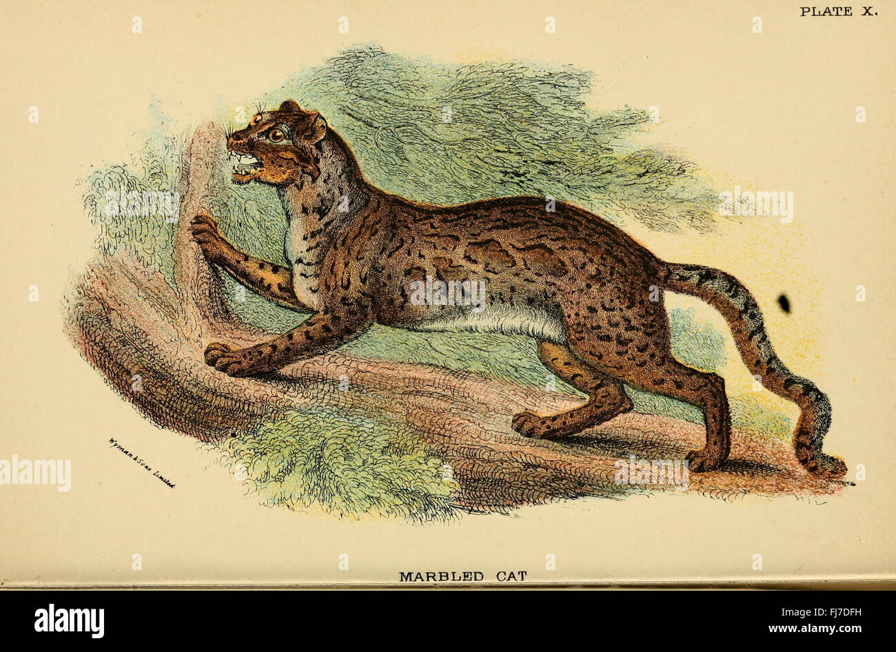 An in-depth study from 'A Handbook to the Carnivora,' detailing the ...