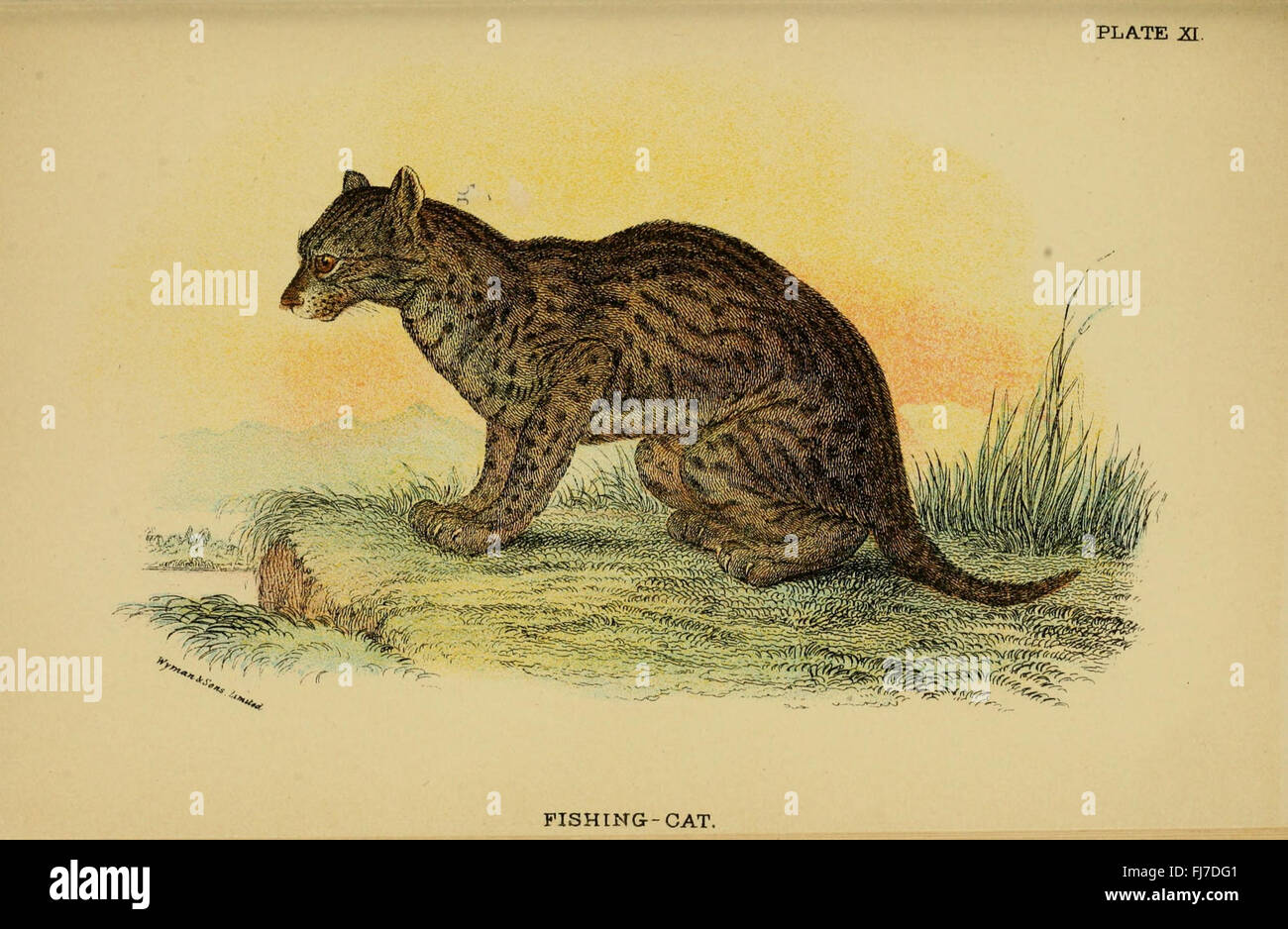 A comprehensive guide to the carnivorous mammals, detailing species ...