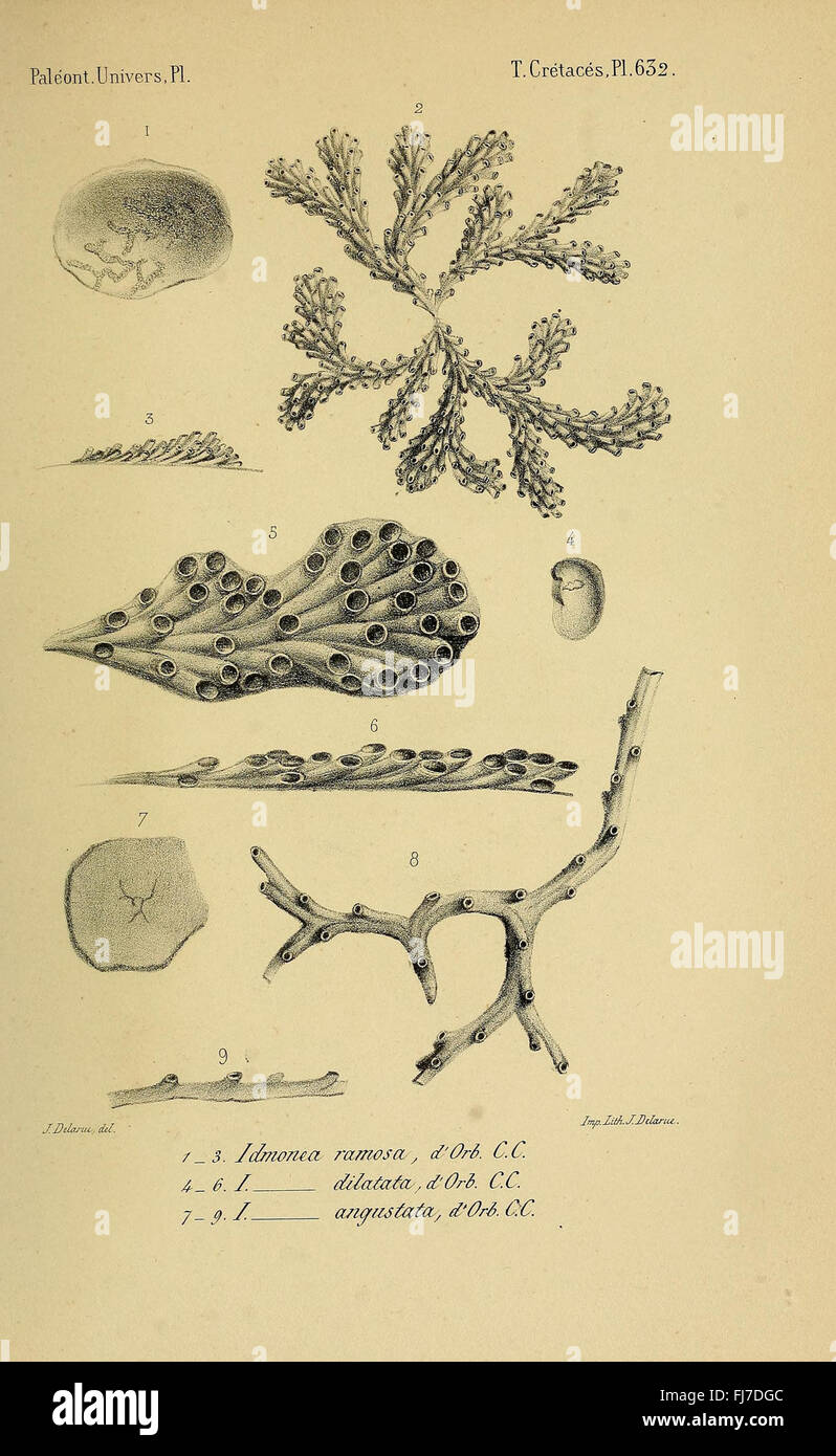 Paléontologie française (Pl. 632) ,Cretaceous France Harvard University ...