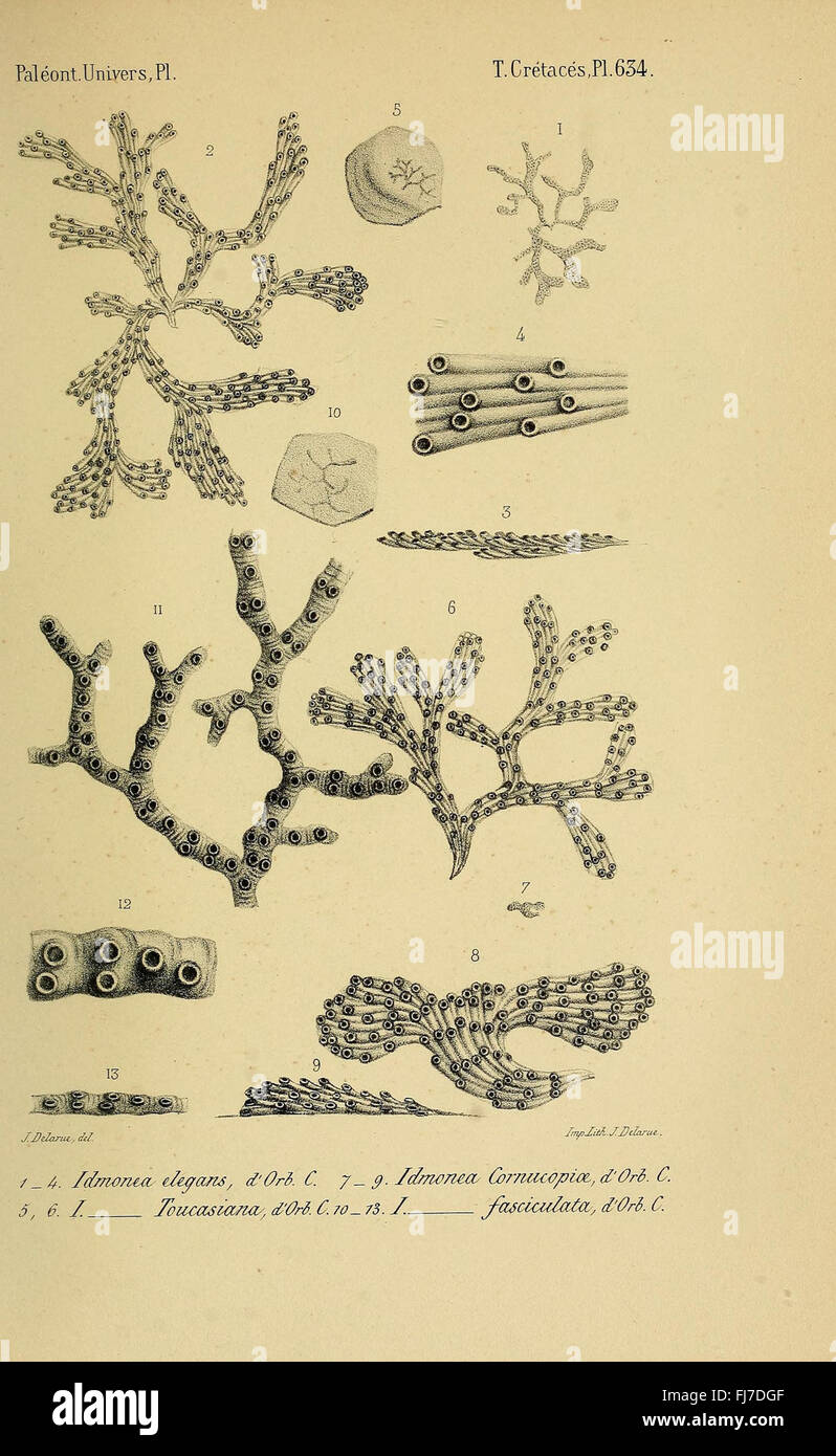 A fossil record illustration from the French Cretaceous period ...