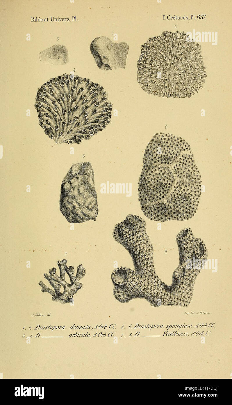 French Paleontology - An in-depth study of fossils, with a focus on ...