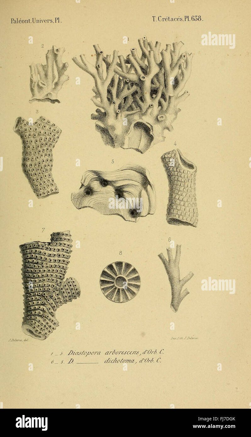 A paleontological study of French fossil findings, focusing on species ...