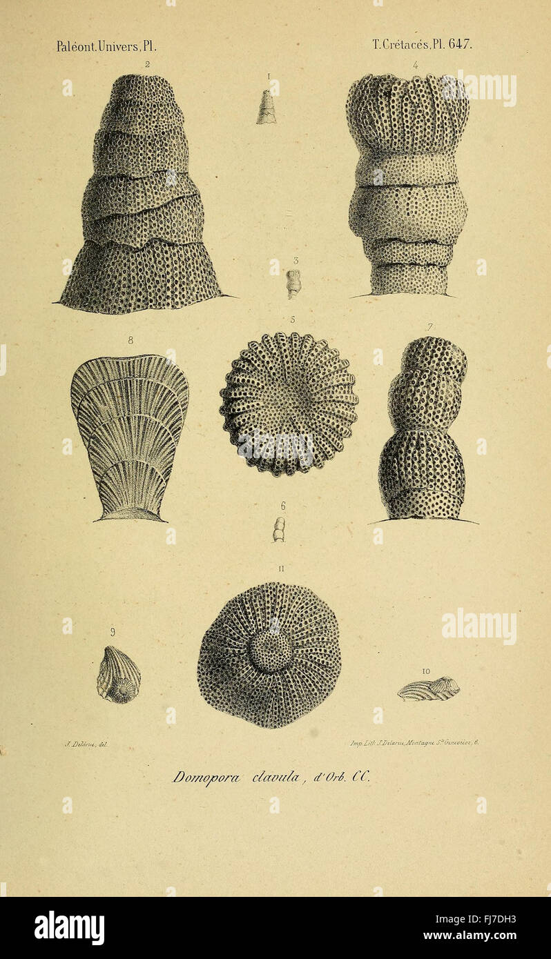 French paleontology work depicting Cretaceous mollusks and fossils ...