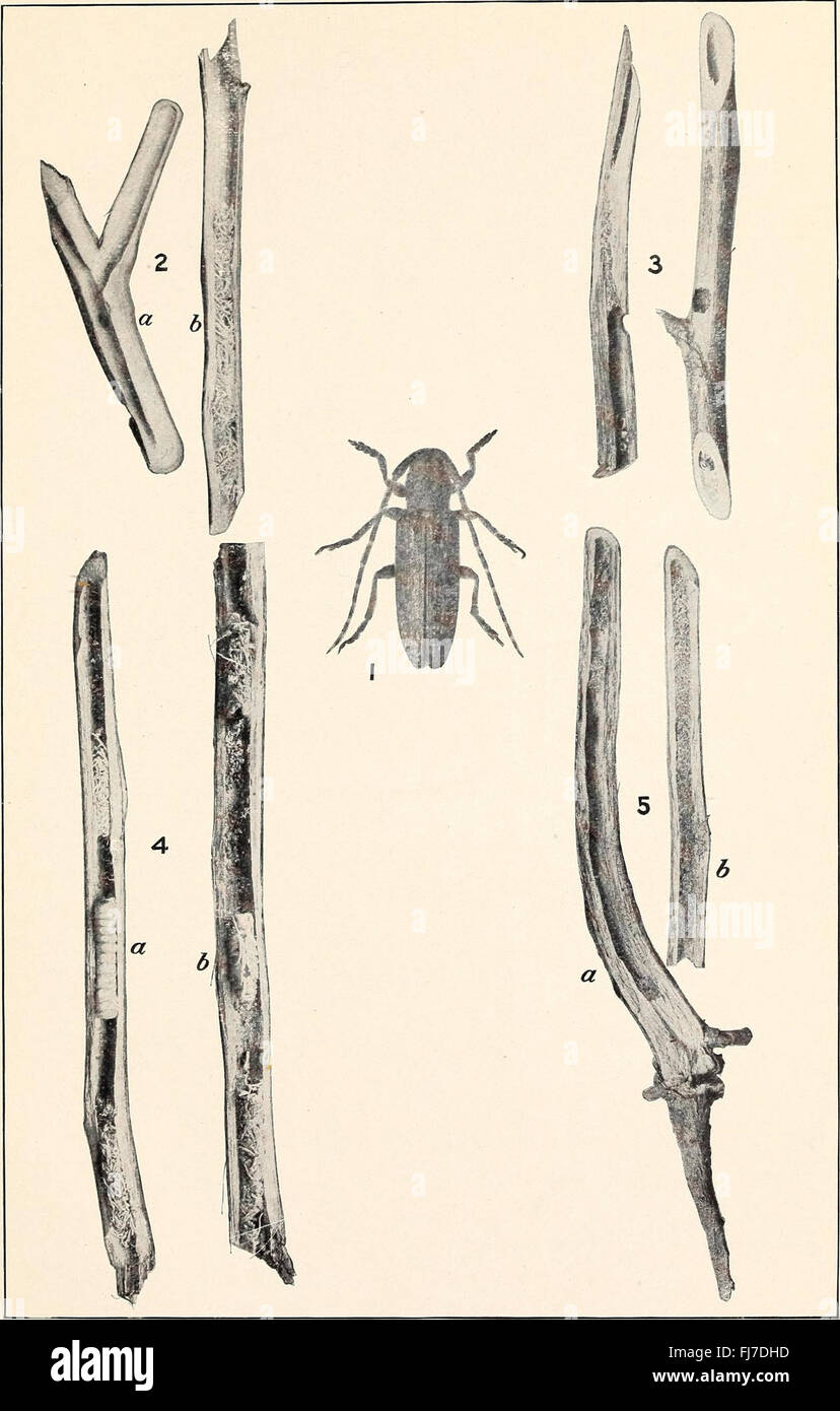An in-depth study on the cotton boll weevil and other pests affecting ...
