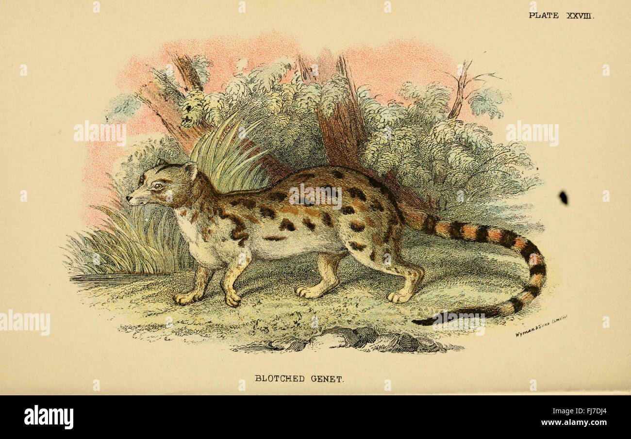 A Handbook to the Carnivora, detailing the characteristics and ...