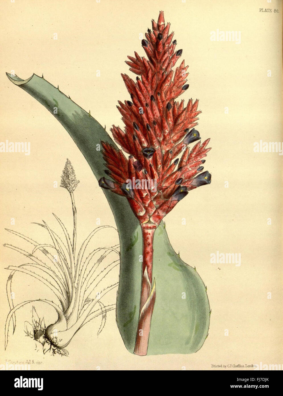 An edition from Paxton's Flower Garden showcasing new floral varieties ...