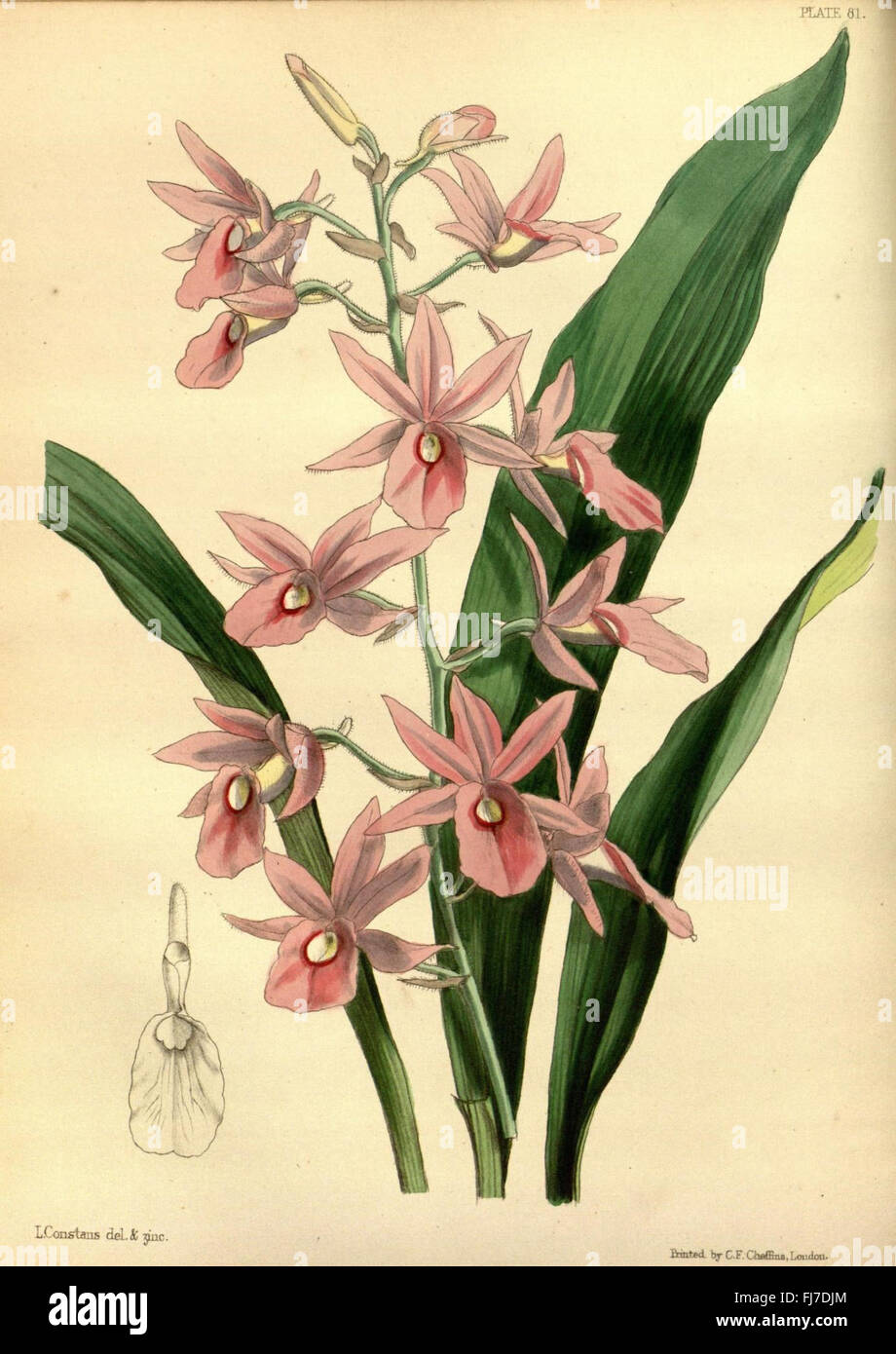 Paxton's flower garden (Plate 81): Missouri Botanical Garden, Peter H ...