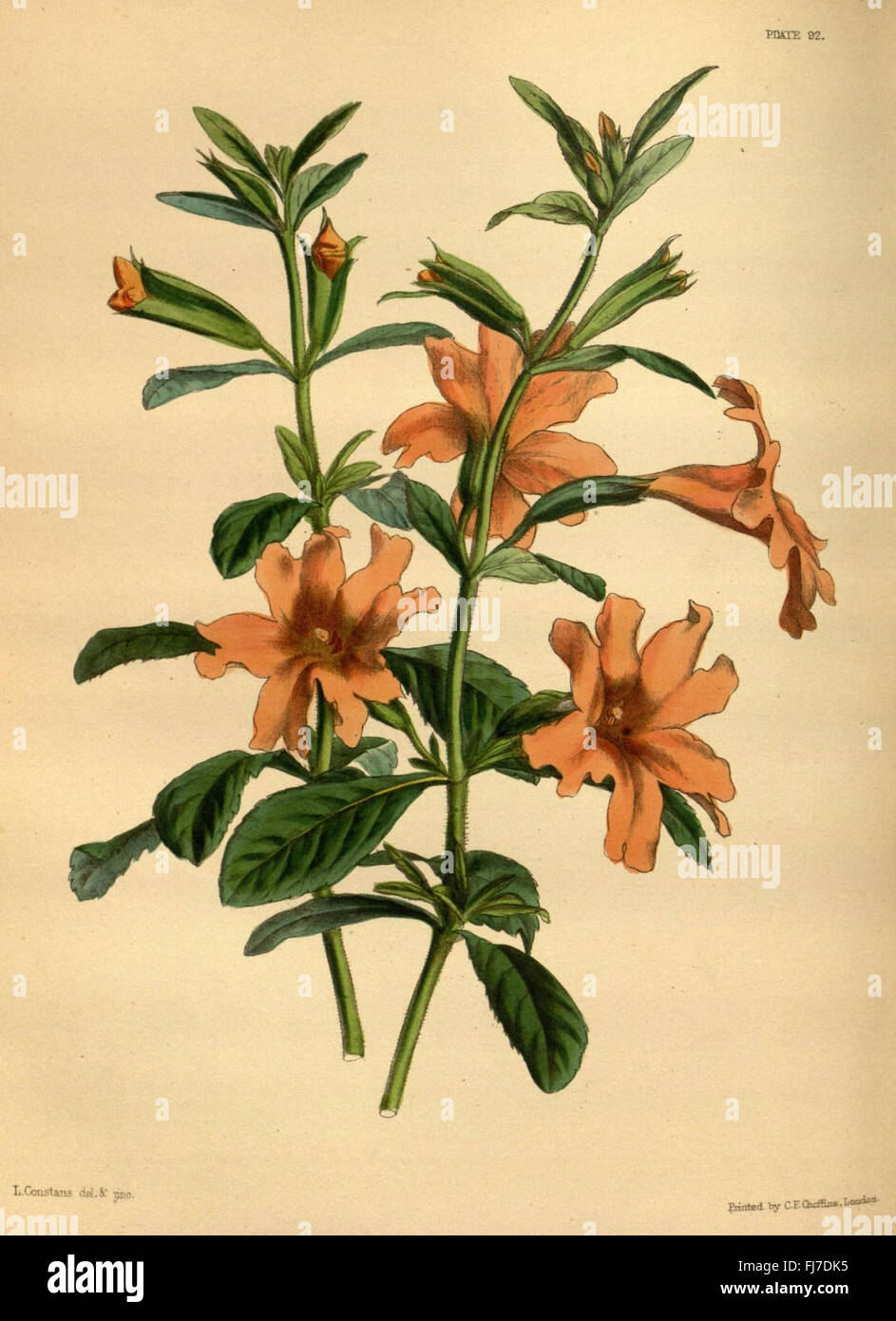 An illustrated work from Paxton’s Flower Garden, showcasing various ...