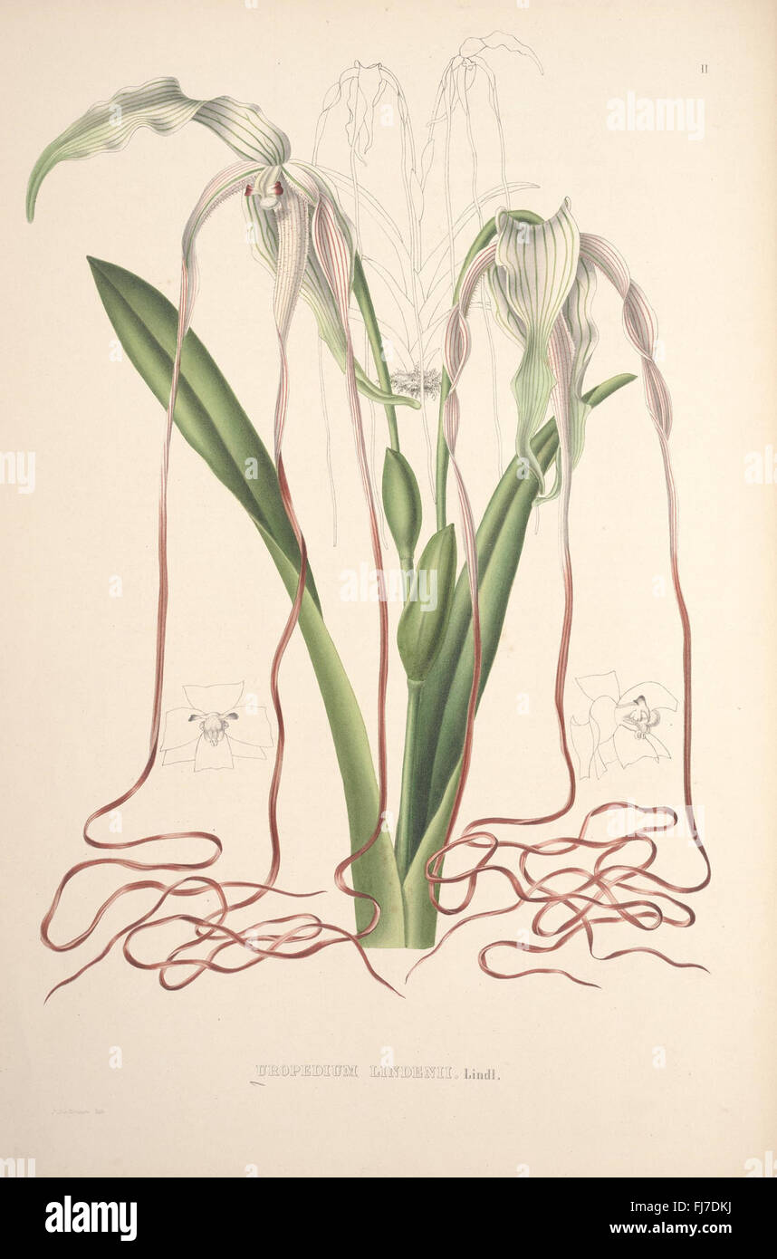 Pescatorea (Plate II) - Missouri Botanical Garden, Peter H. Raven ...