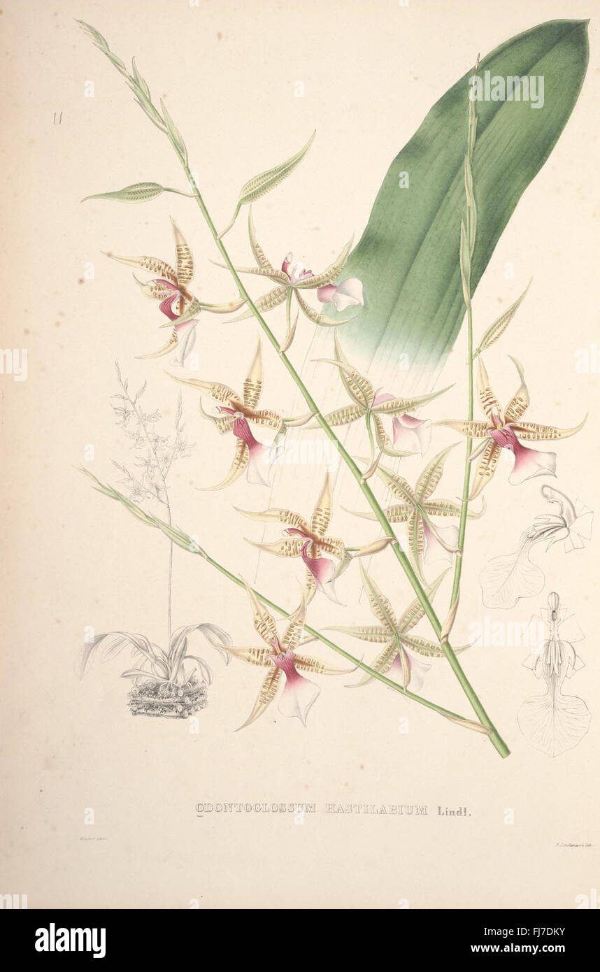 Pescatorea (Plate XI), Missouri Botanical Garden, Peter H. Raven ...