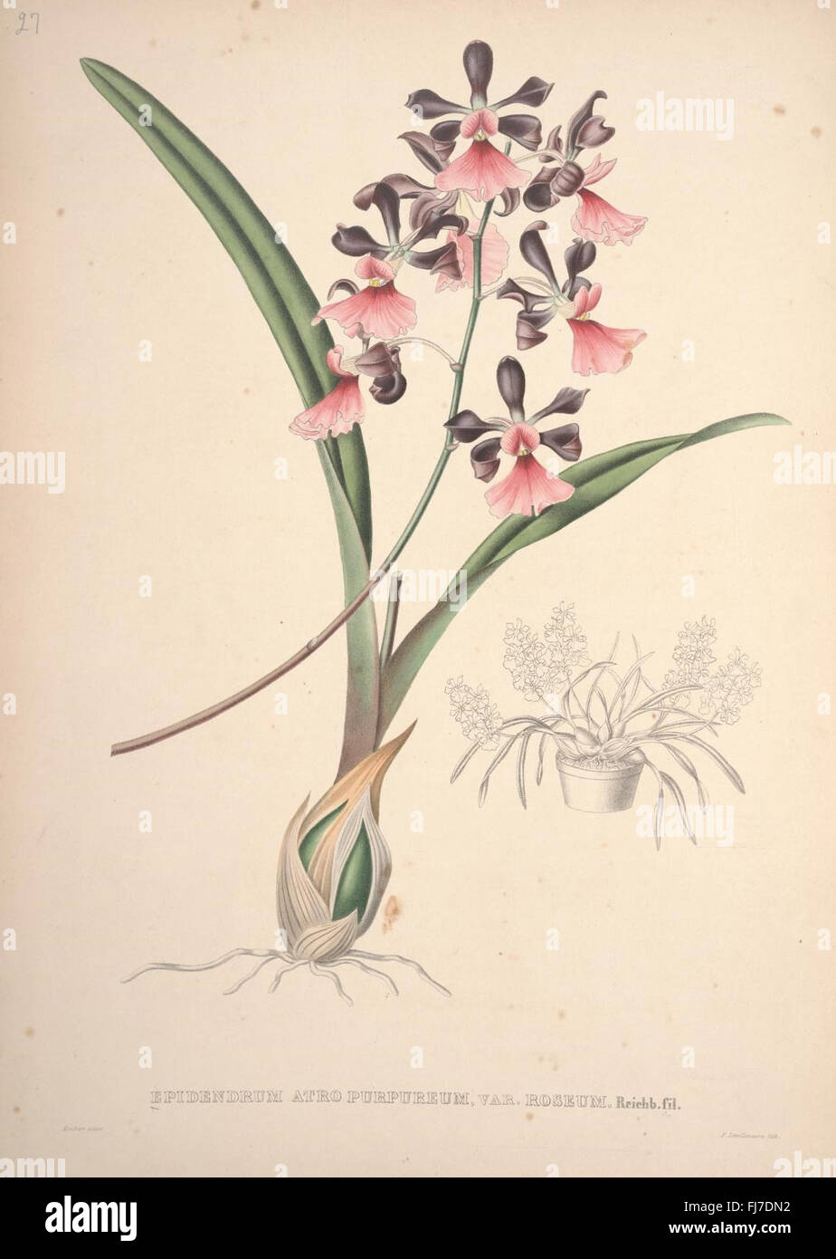 Missouri Botanical Garden, Peter H. Raven Library, Orchidaceae Stock ...