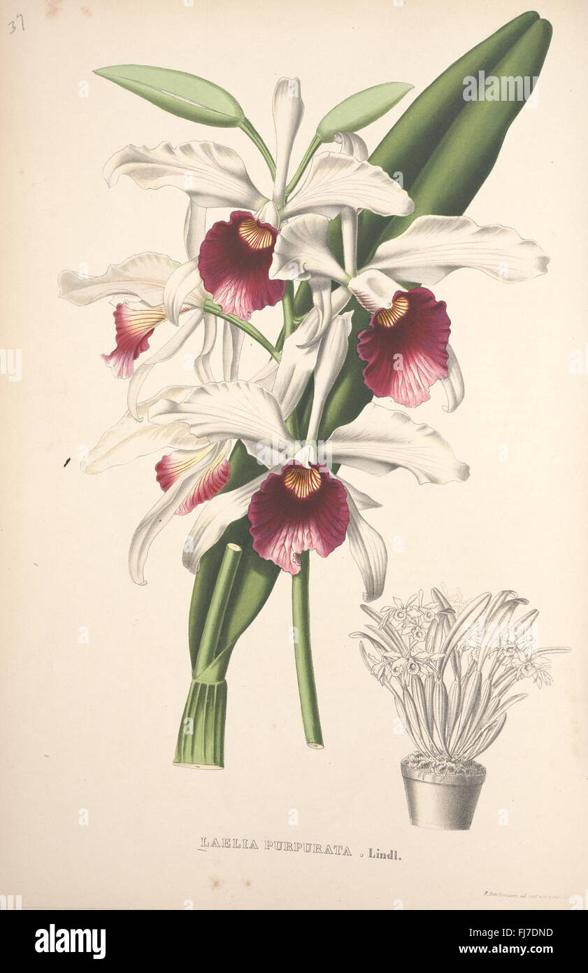 An illustrated work showcasing the orchid species Pescatorea ...