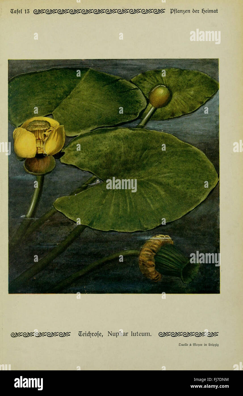 Plants of the homeland, Germany, botanical illustrations, German flora ...