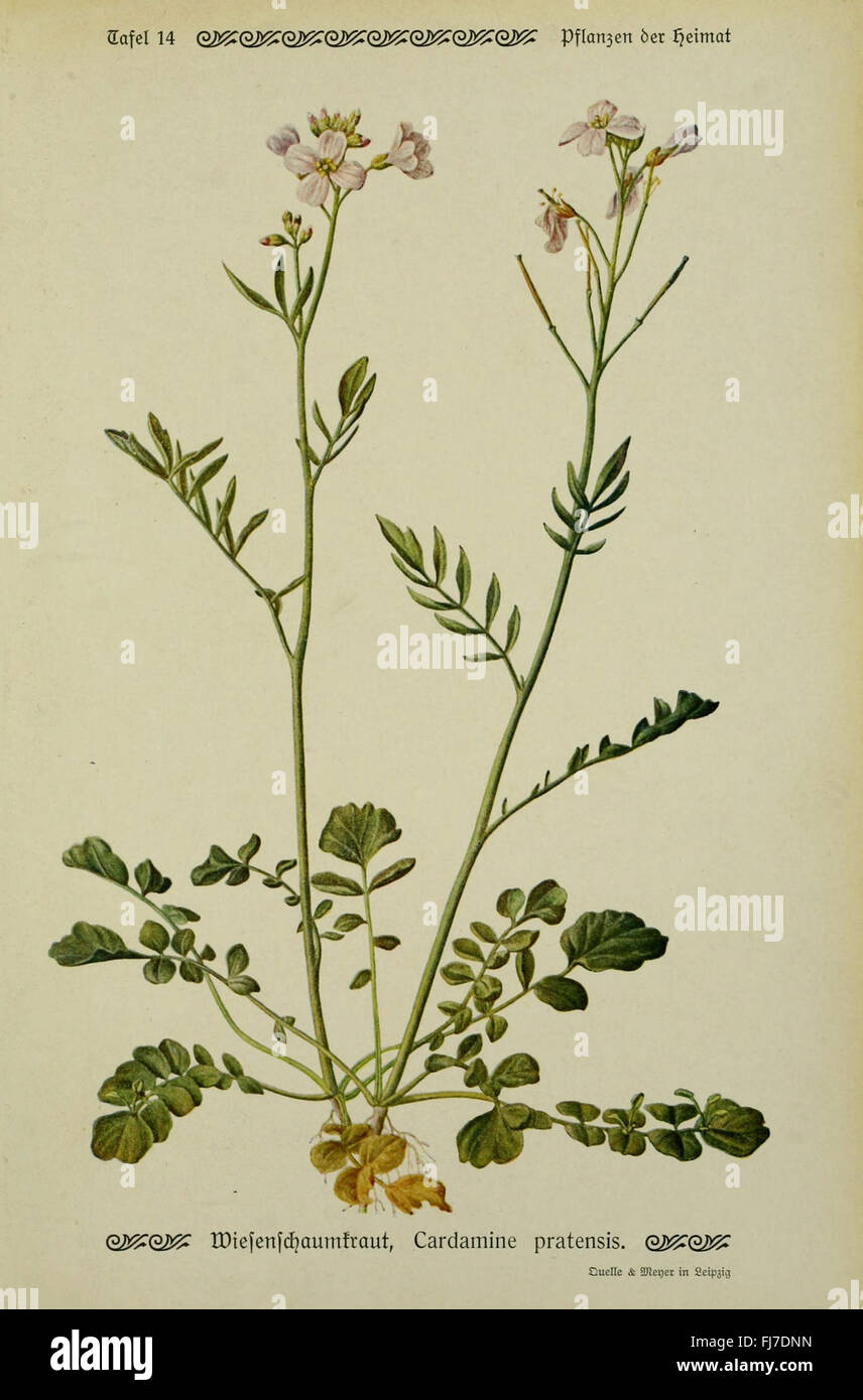 'Pflanzen der Heimat' is a botanical pictorial work showcasing native ...