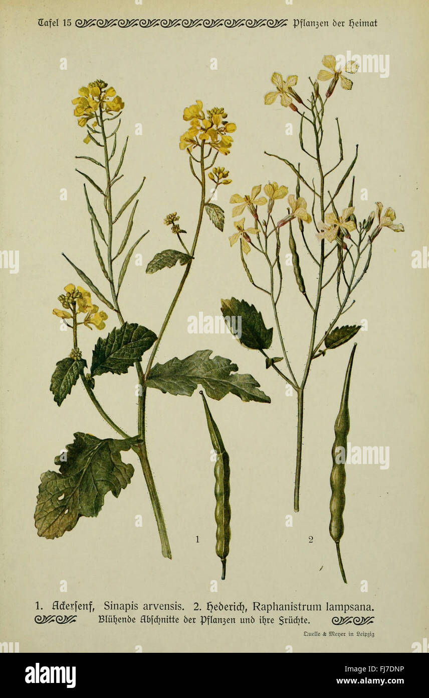 An illustration of native plants from Germany, offering insights into ...