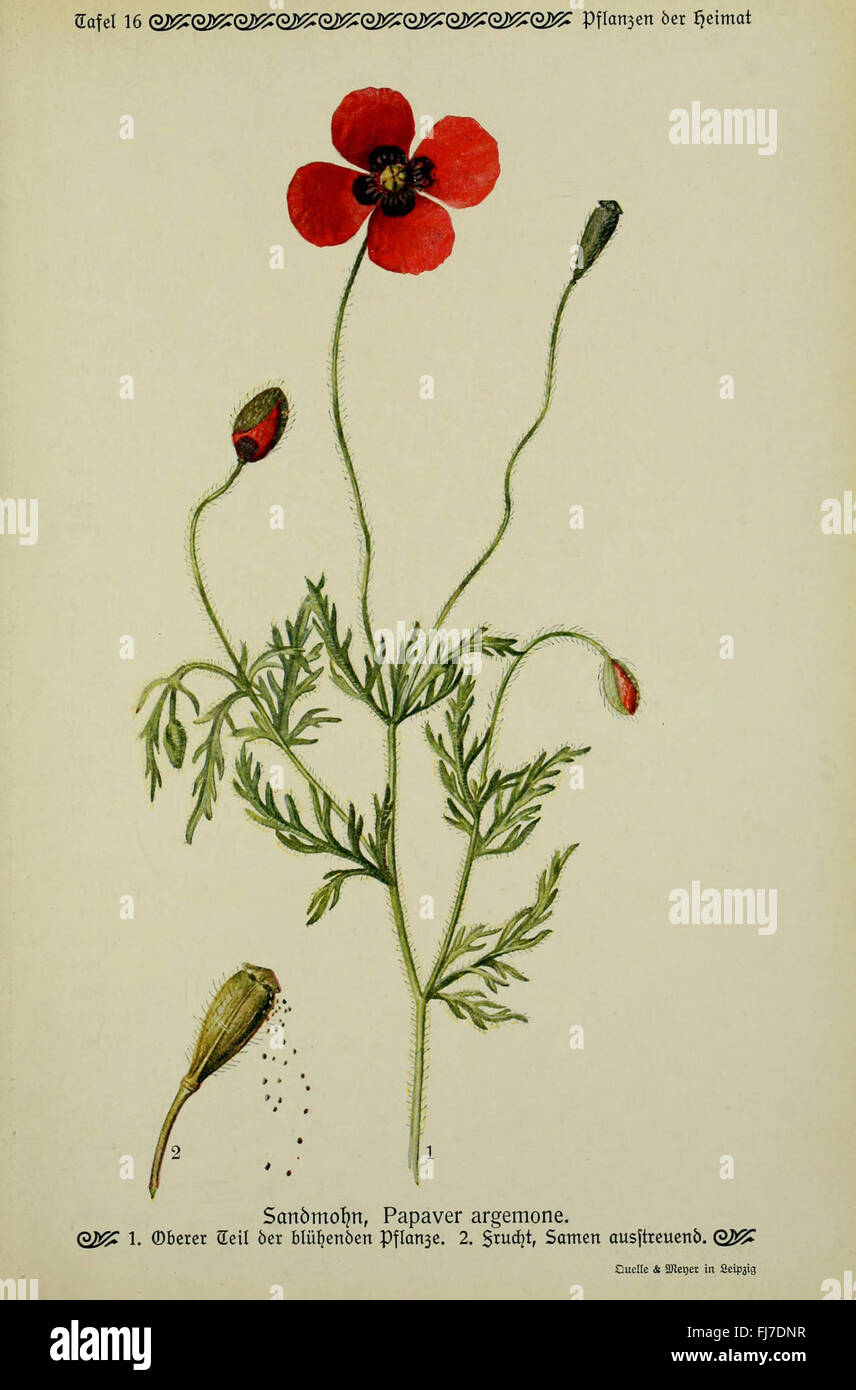 An illustrated botanical work focusing on native plants of Germany ...