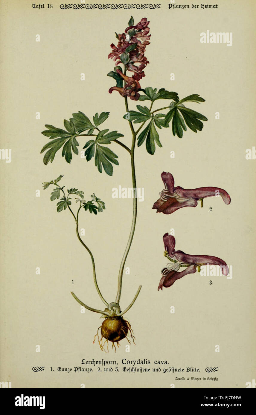 An illustrated botanical work documenting the native plants of Germany ...