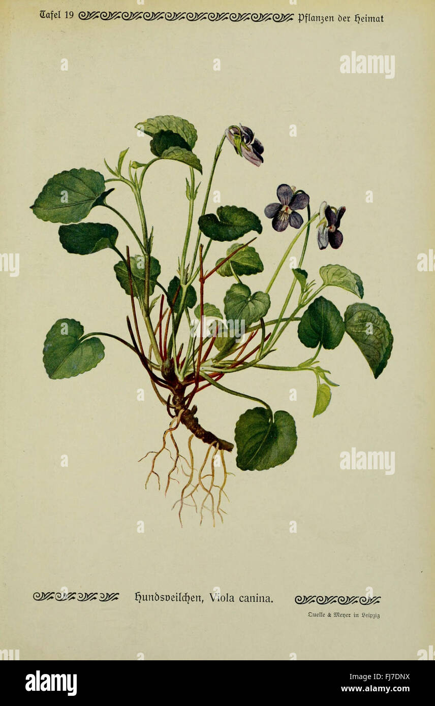 This botanical study focuses on native plant species of Germany ...