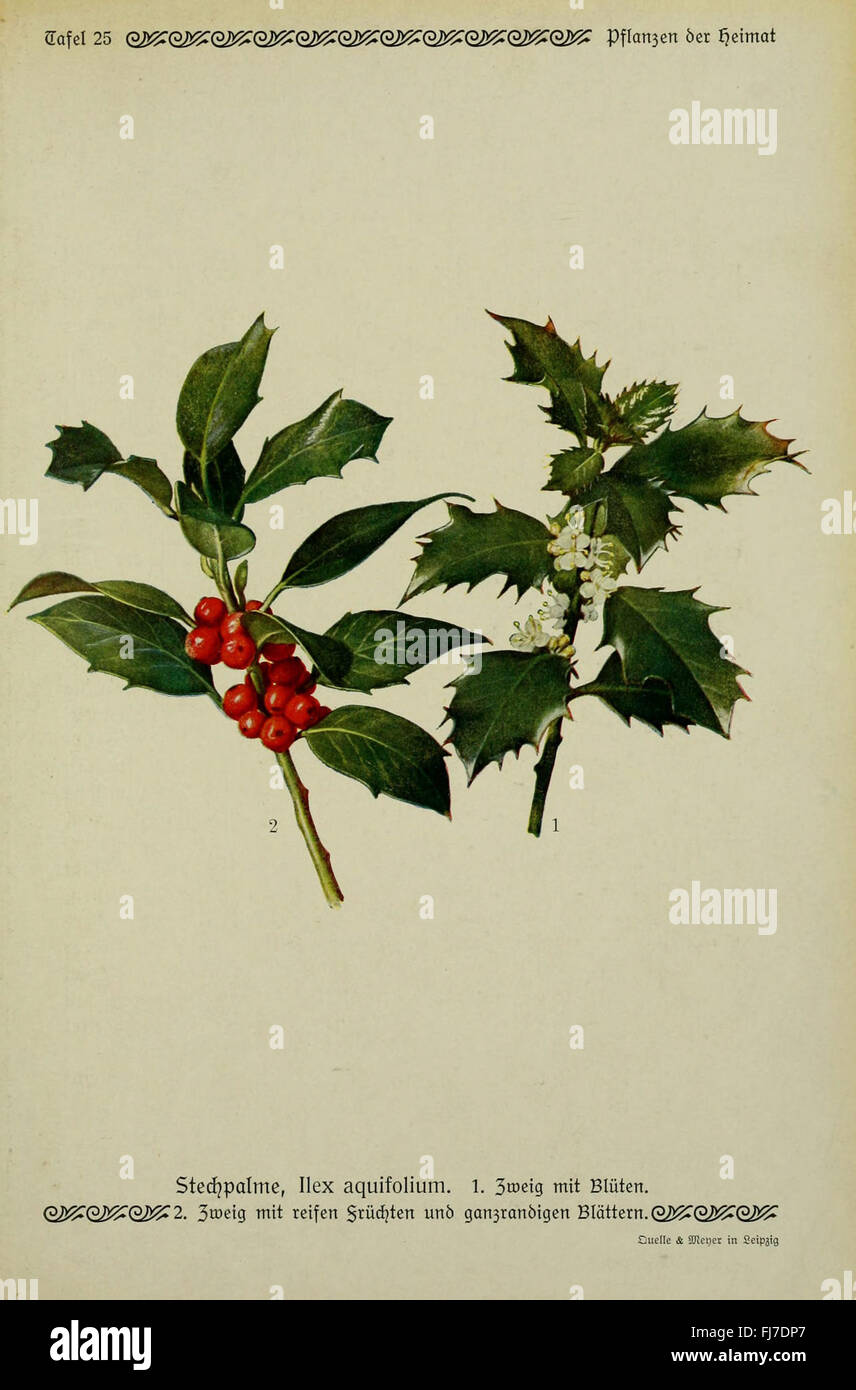 An illustration of native plants from Germany, showcasing botanical ...