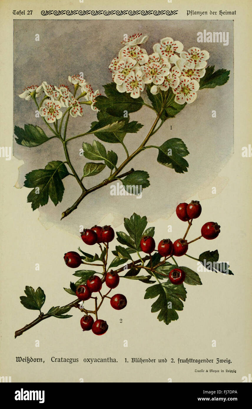 An illustration of native plants from Germany, showing a variety of ...