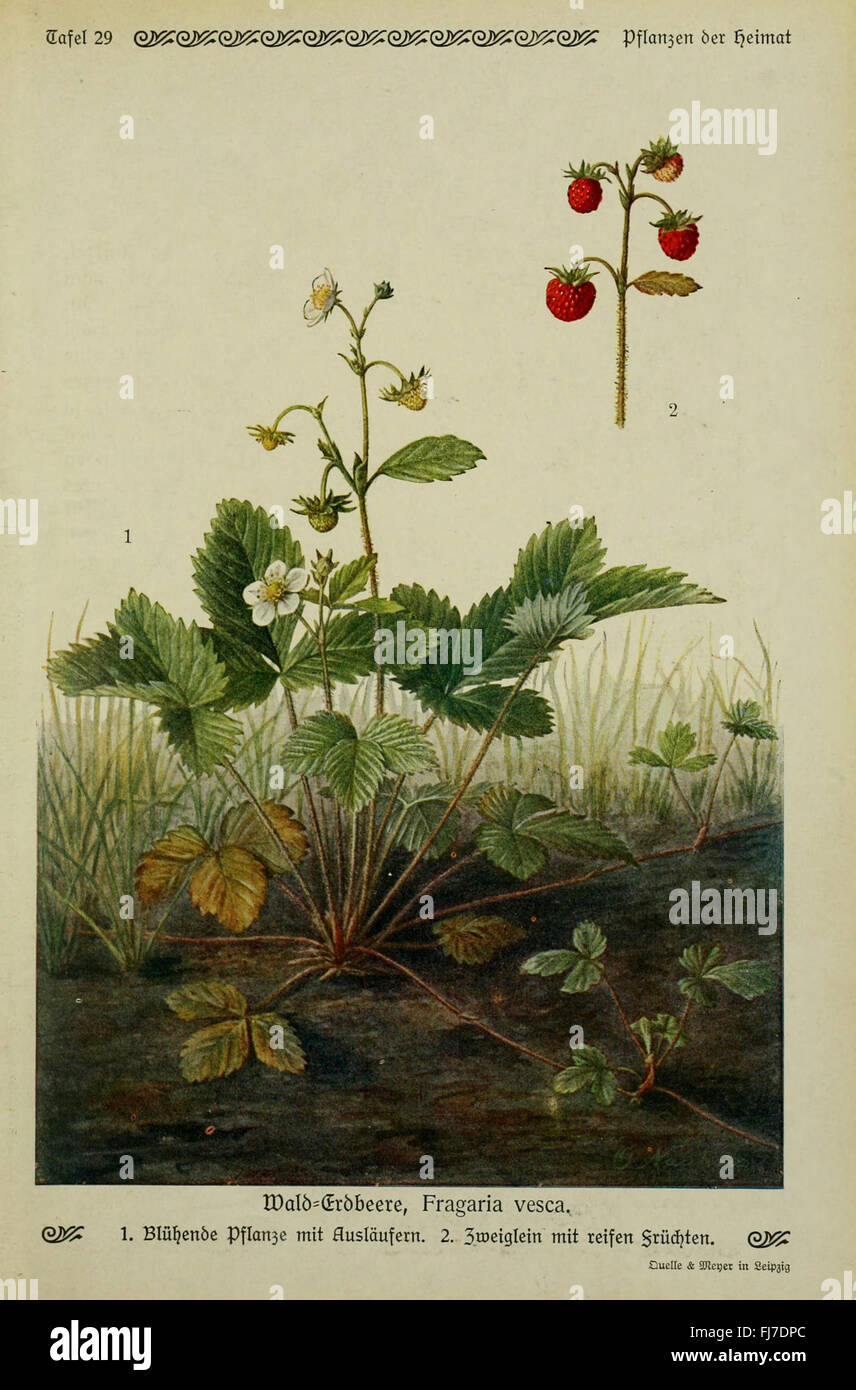 An illustration of native plants from Germany, providing botanical ...