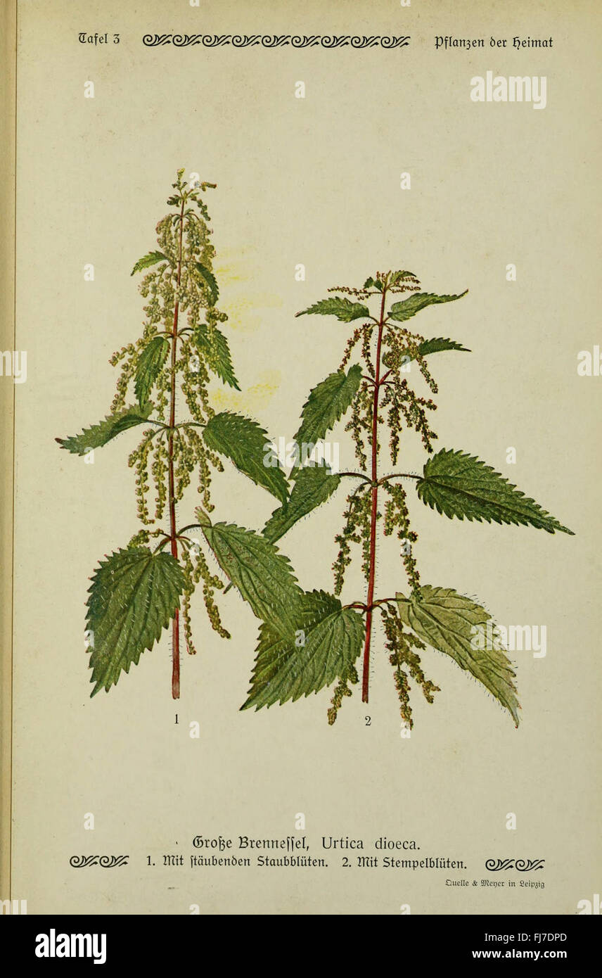A botanical illustration from 'Pflanzen der Heimat,' depicting native ...
