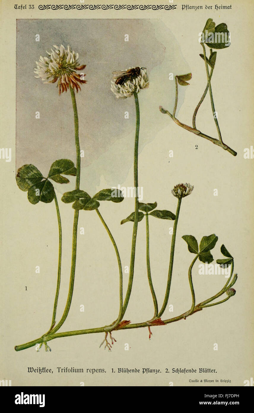 An illustration from a botanical work showcasing the native plants of ...