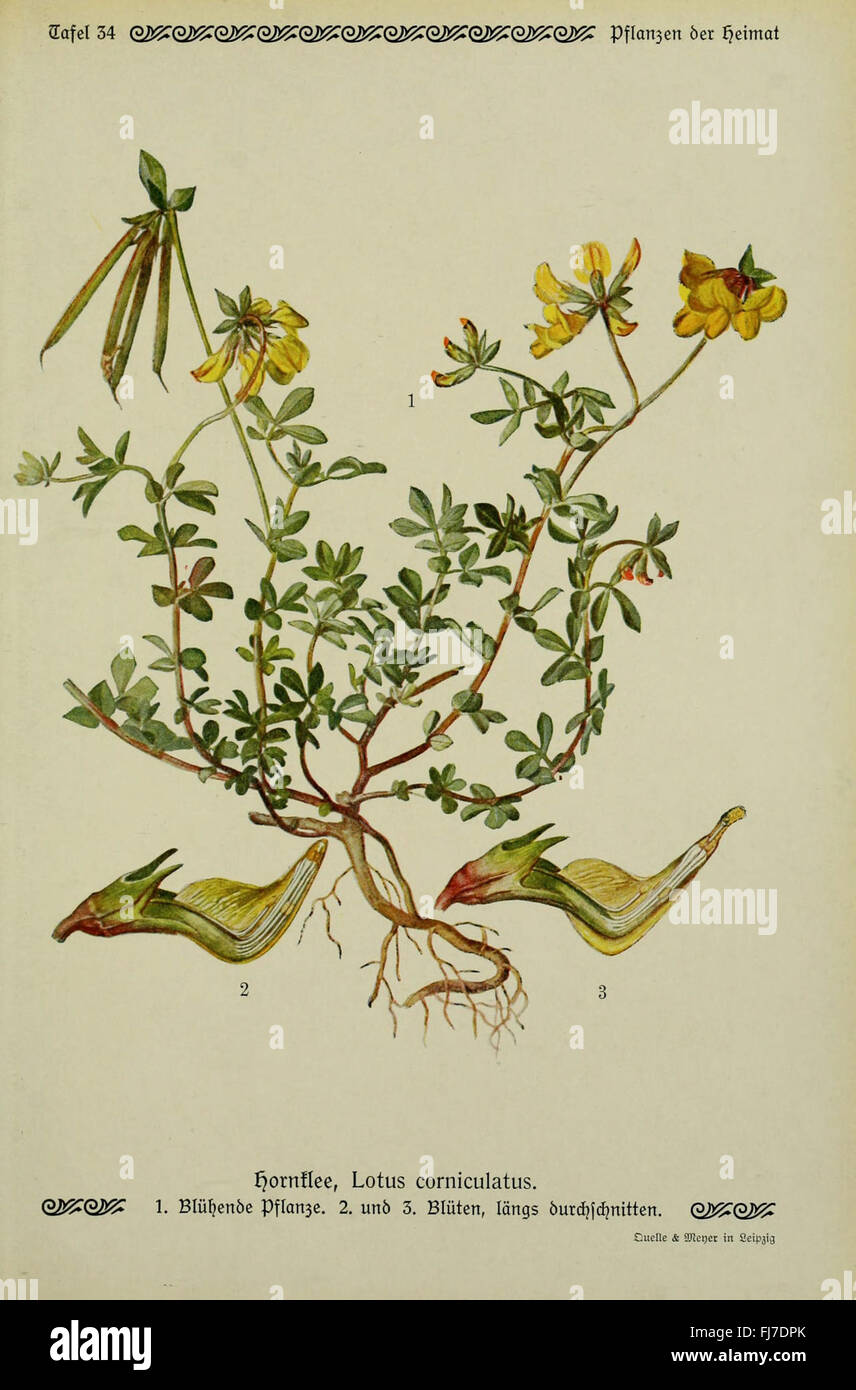 Plants of the homeland, Plate 34, depicting native flora of Germany ...