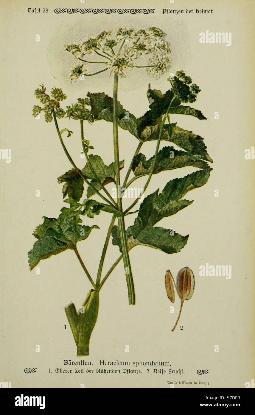 Botanical illustrations of native plants from Germany, featuring local ...