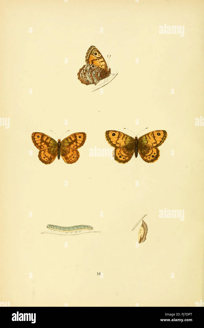 A detailed history of butterflies in Britain, with information on ...