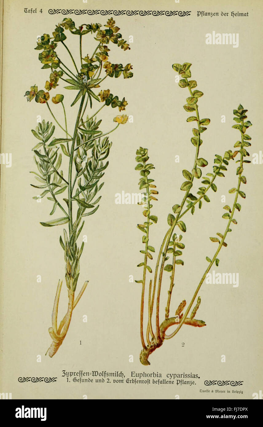 A botanical work on native plants of Germany, focusing on local flora ...