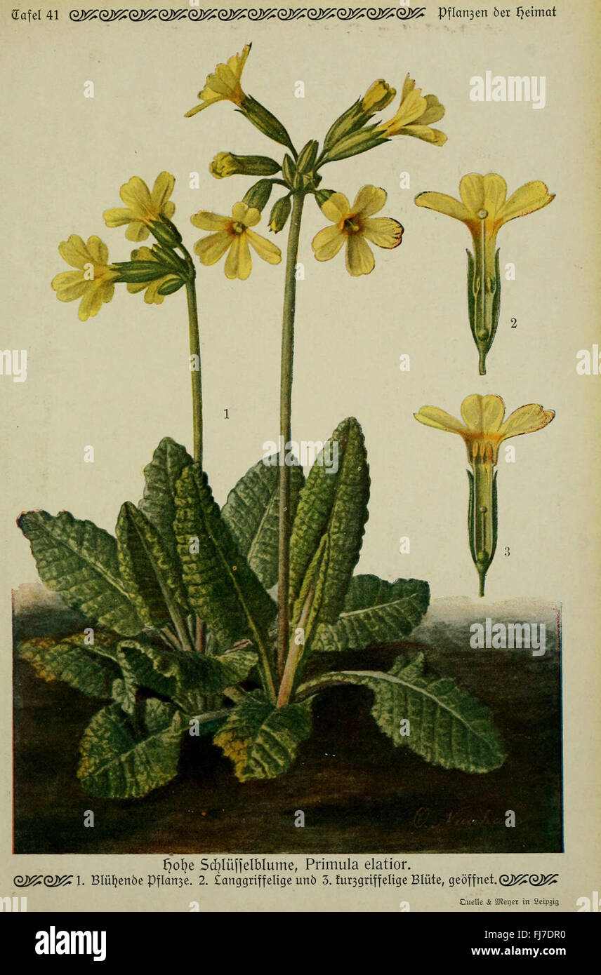 A German botanical illustration depicting native plants of the region ...