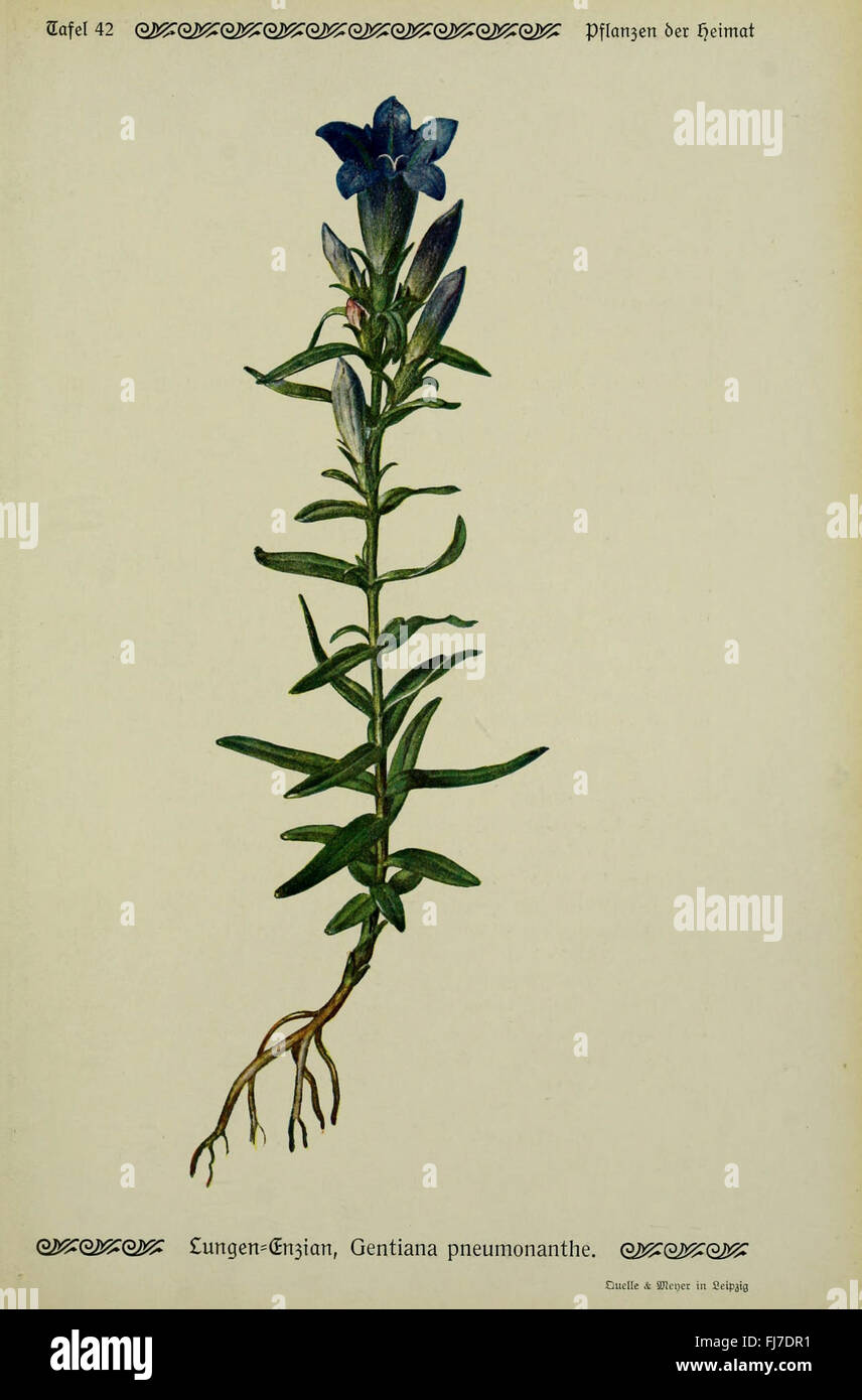 An illustration of native plants from Germany, showcasing various ...