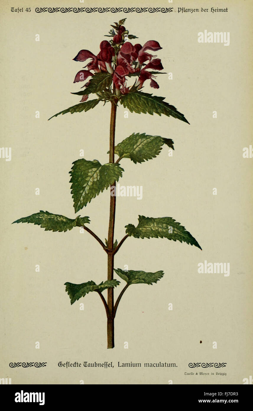 A botanical work focusing on the native plants of Germany, with ...