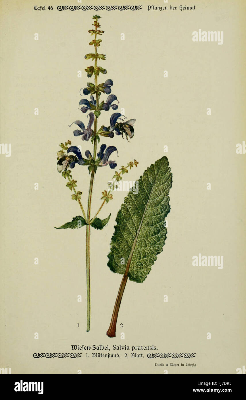 The *Pflanzen der Heimat* series documents native plant species of ...
