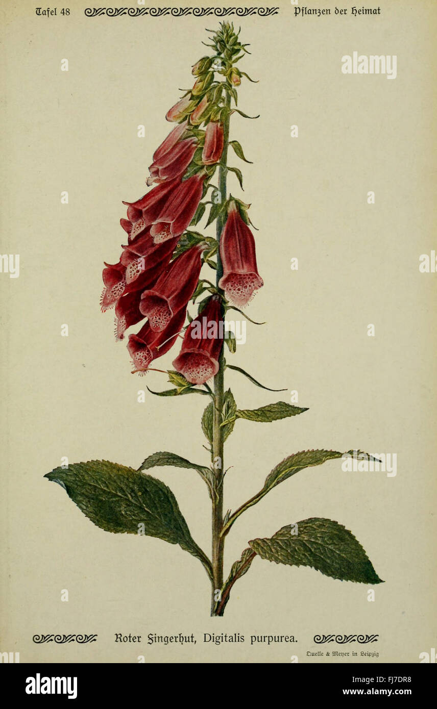 An illustrated work on native plants of Germany, showcasing various ...