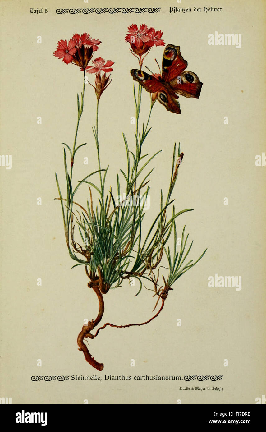 A German botanical work illustrating native plants, with an emphasis on ...