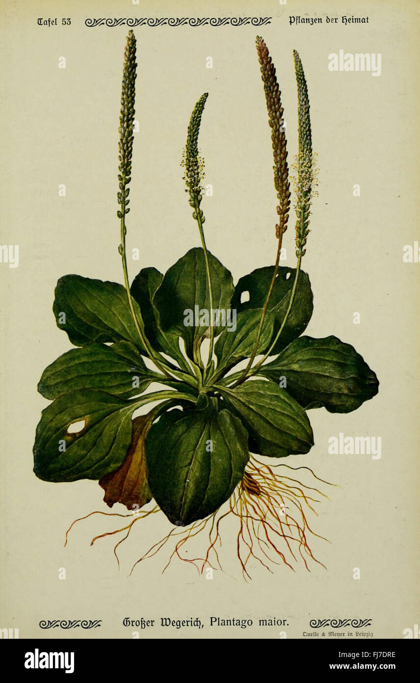 Pflanzen der Heimat (Tafel 53), Germany Pictorial Works Plants Stock ...