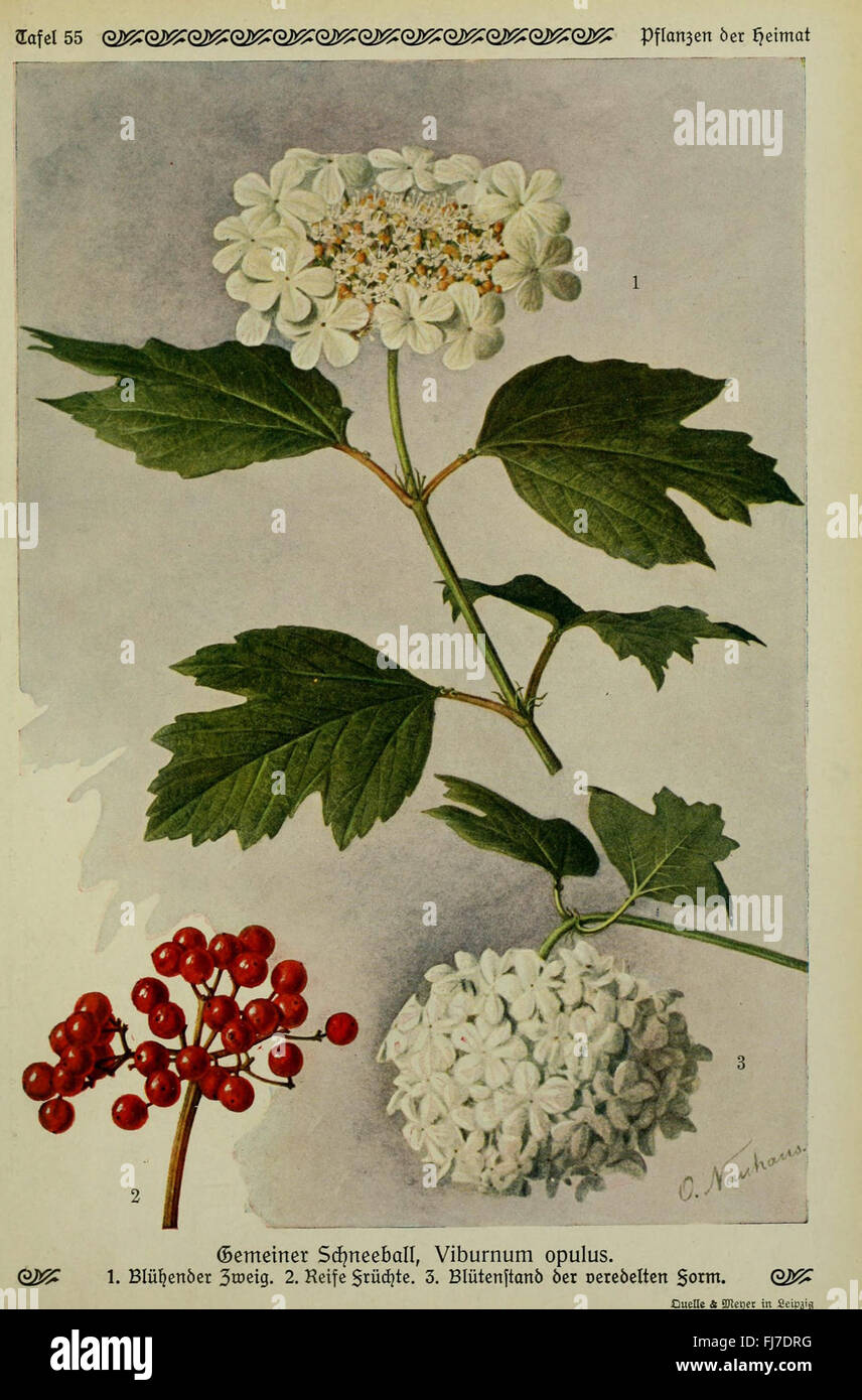 Pflanzen der Heimat (Tafel 55), a detailed illustration of native ...