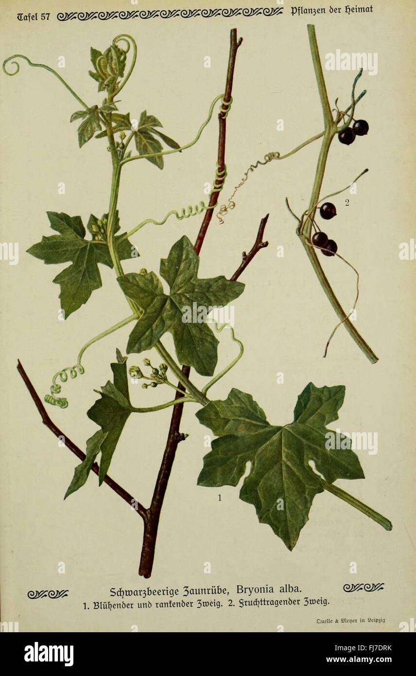 Pflanzen der Heimat (Tafel 57) - A pictorial botanical work featuring ...