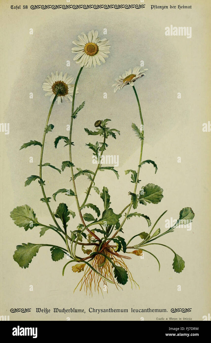 A botanical work focusing on the native plants of Germany, with ...