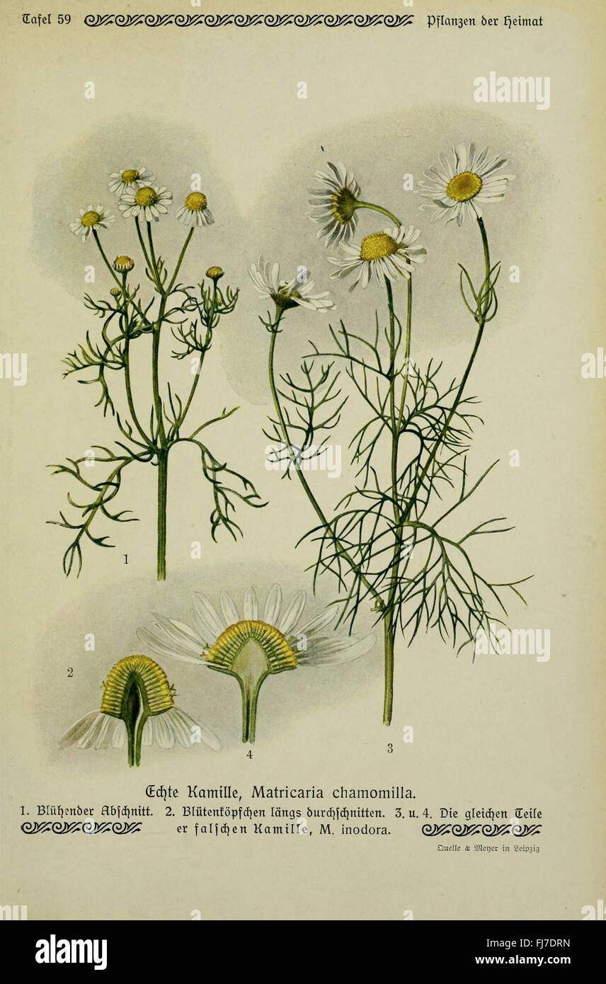 An illustration from 'Pflanzen der Heimat', depicting native plants of ...