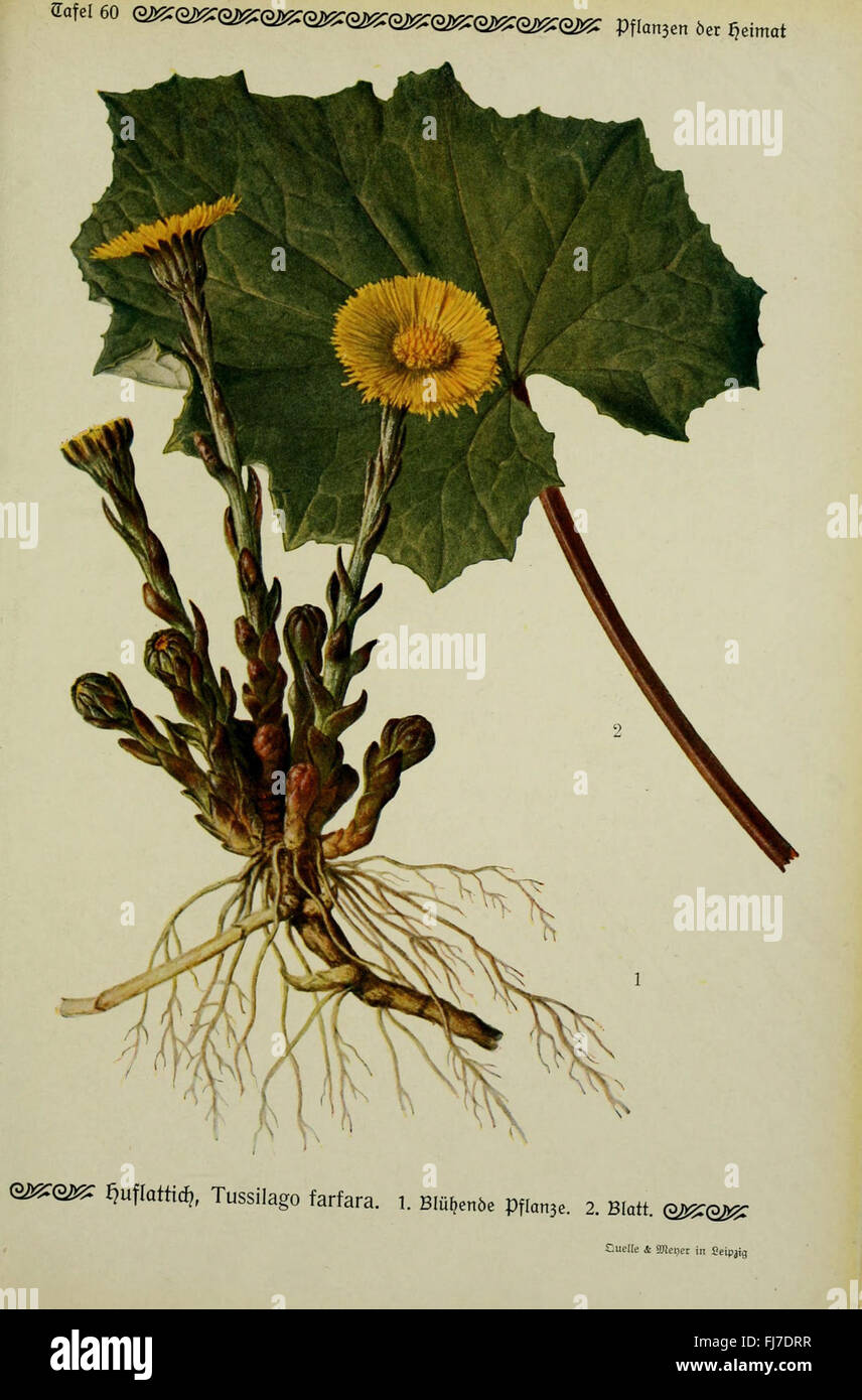 Pflanzen der Heimat (Tafel 60) - A botanical study of native plants in ...